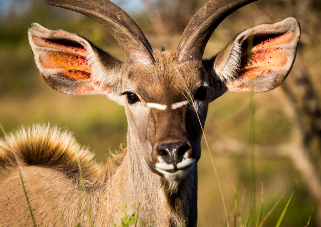 Partners connect one of the most significant biodiversity wildlife ...