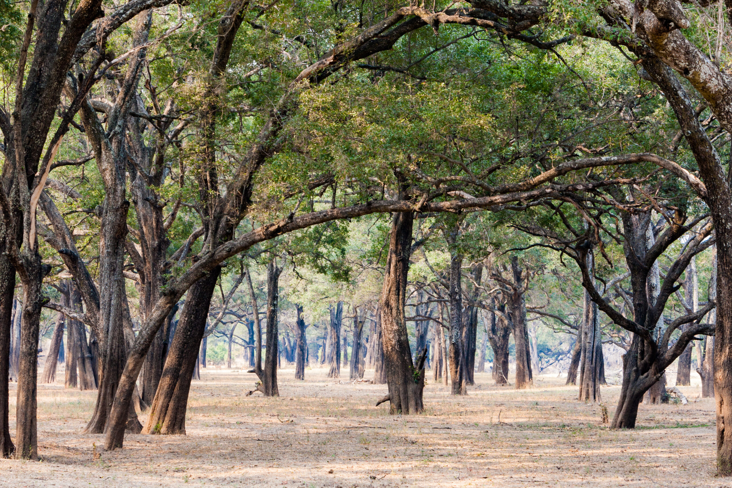 REDD+ Goes Above and Beyond | Biocarbon Partners