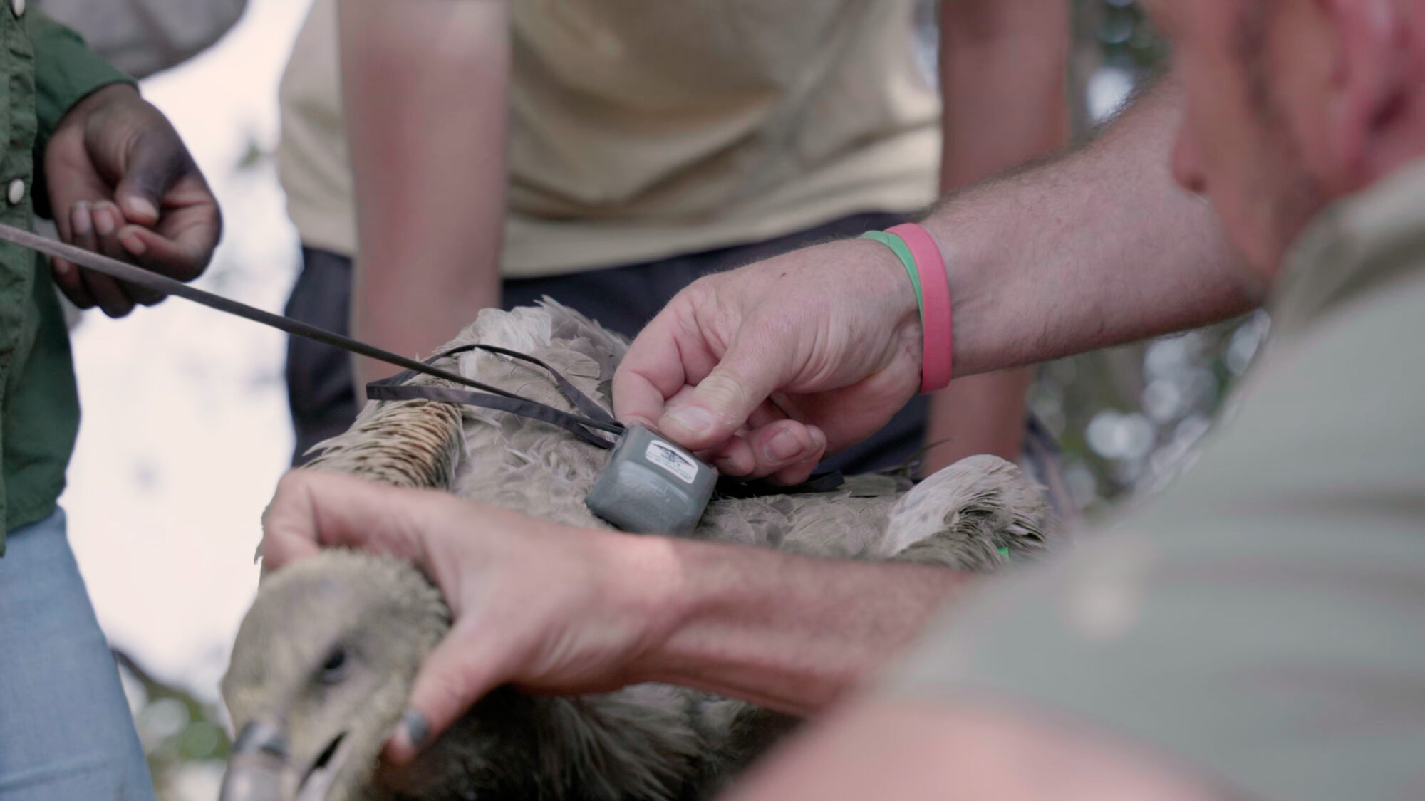 BCP and BirdWatch Zambia Enter into Partnership to Monitor and Protect ...