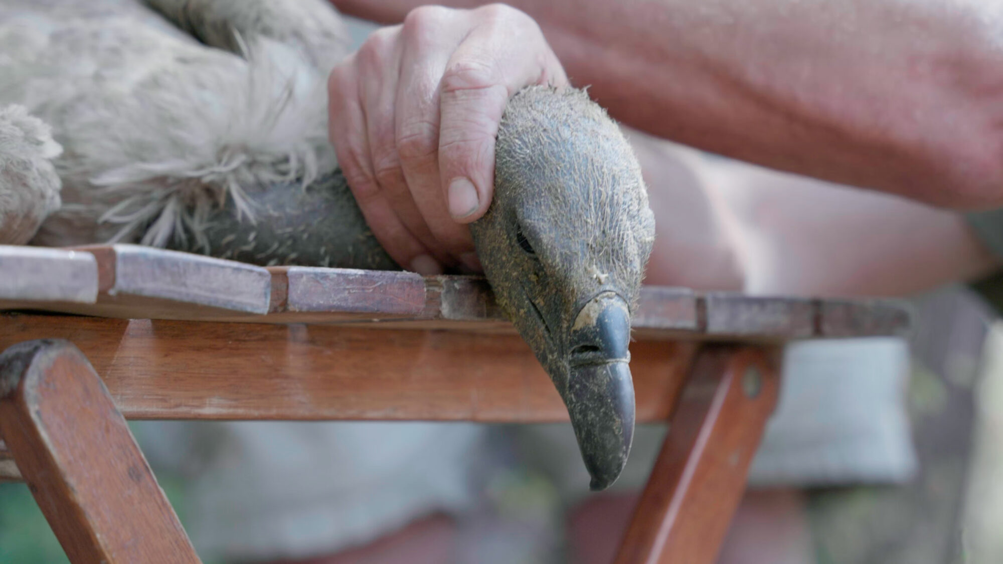 BCP and BirdWatch Zambia Enter into Partnership to Monitor and Protect ...