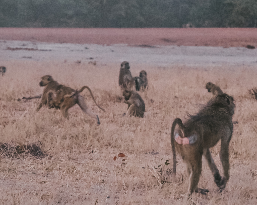 The Wildlife Ranger Challenge Returns For 2023 and BCP Scouts are Taking Part! | Biocarbon Partners