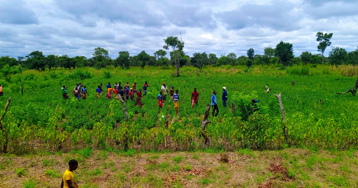 BCP Kicks Off Climate-Smart Agriculture Field Days | Biocarbon Partners