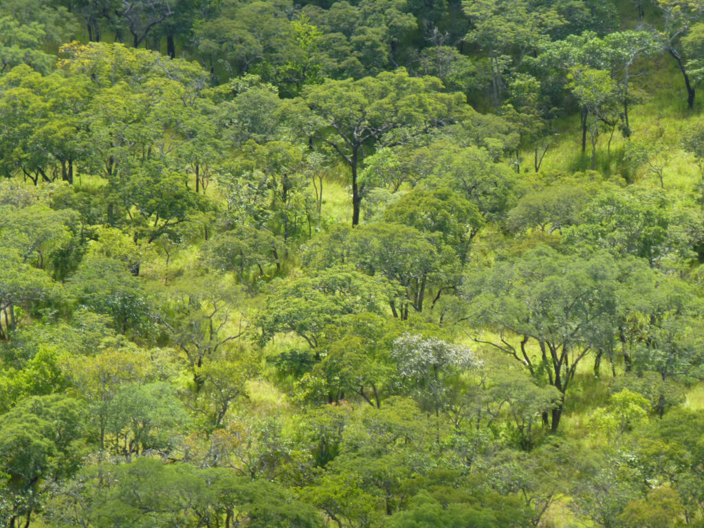 Spearheading Biodiversity Credits | Biocarbon Partners