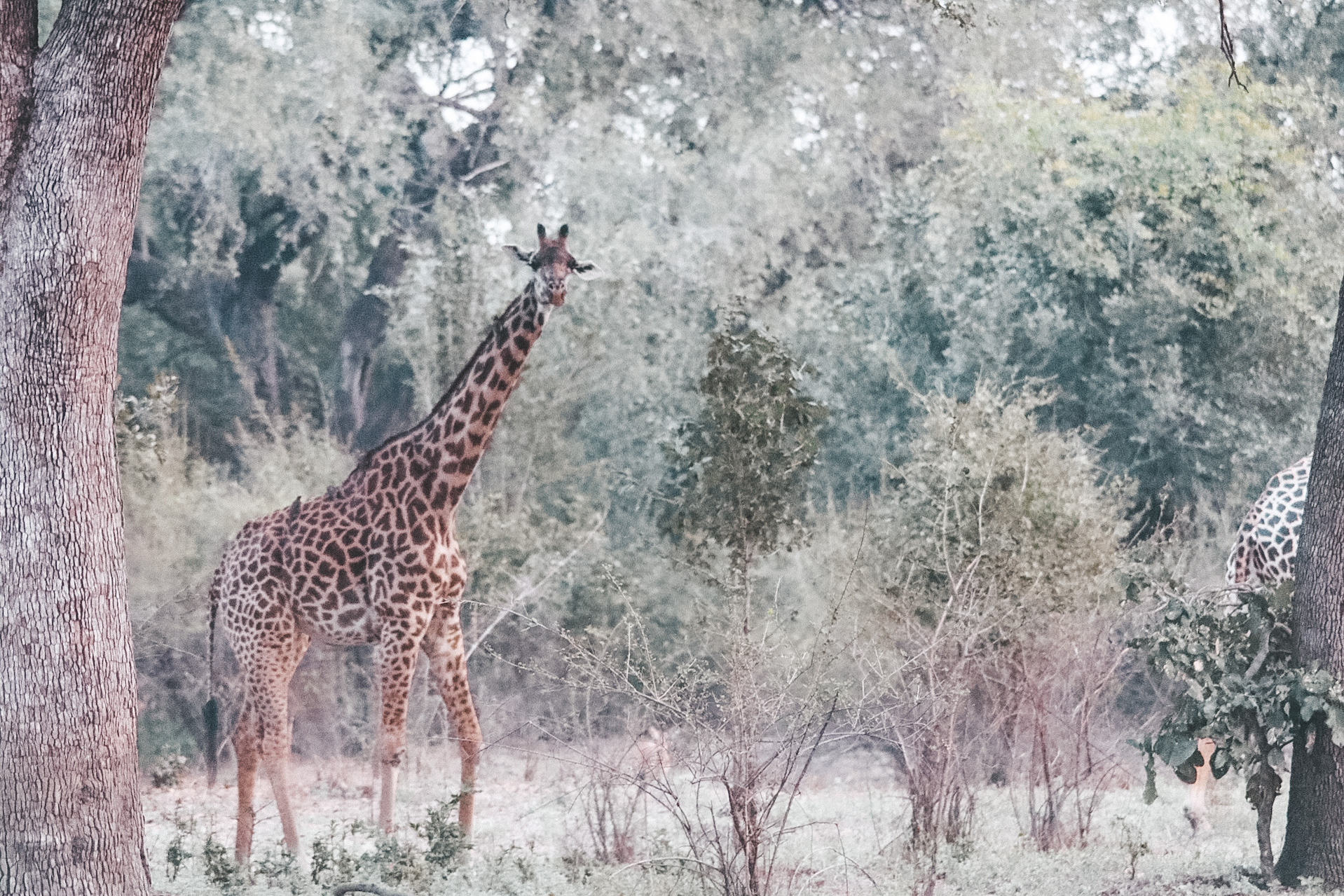 Using SMART Technology to Preserve Zambia’s Wild Spaces | Biocarbon ...