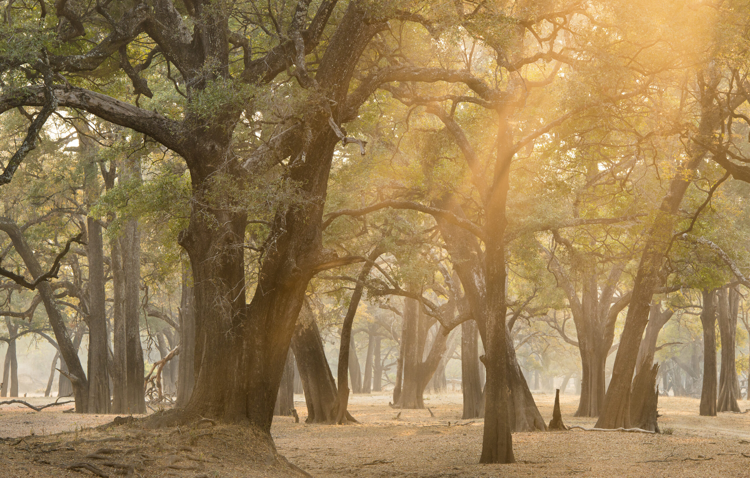 Luangwa Project Largest CCB Triple Gold Verified REDD+ Project in the ...
