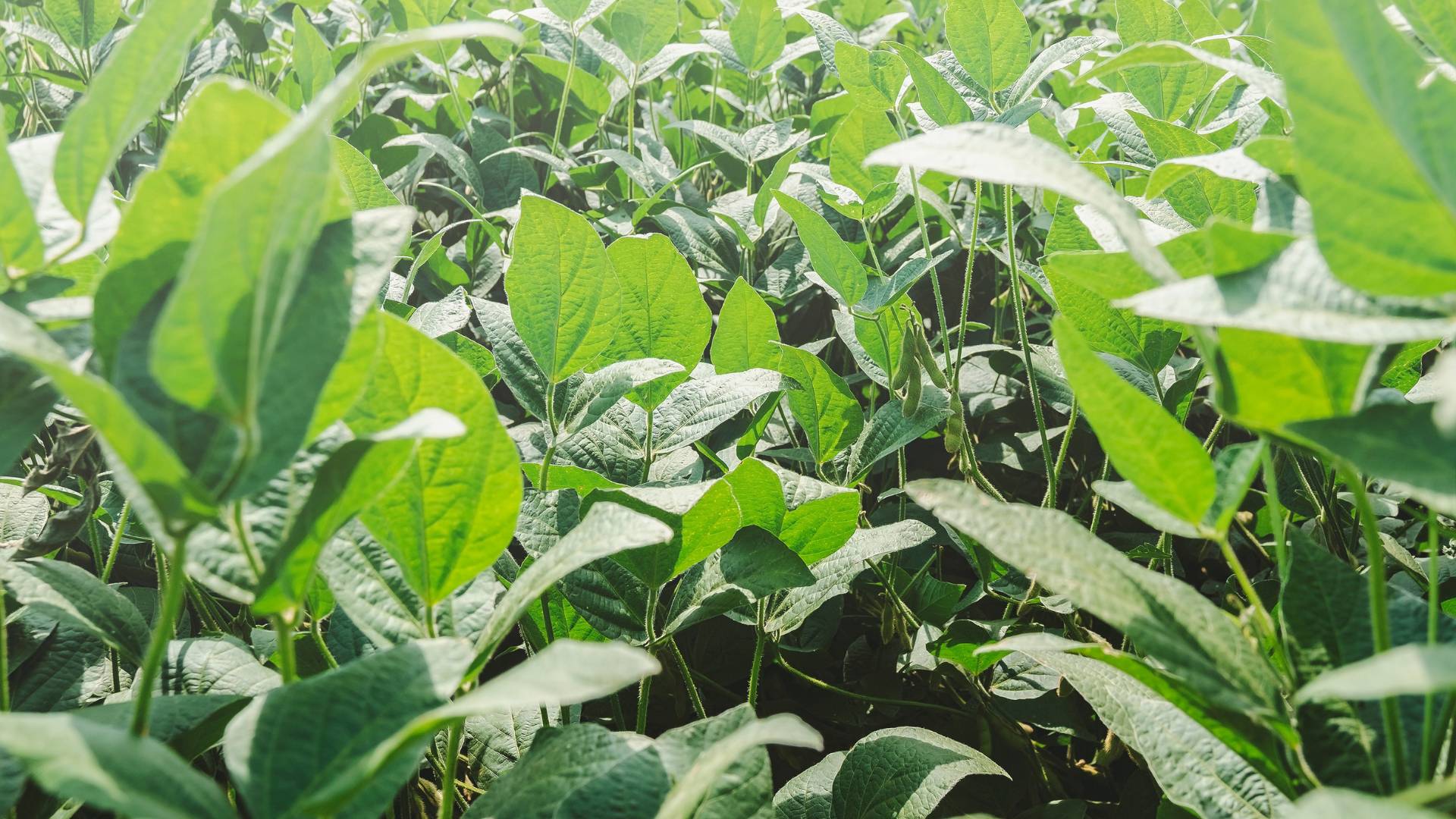 Malama Chiefdom Market Linkages for Second Year Running | Biocarbon ...